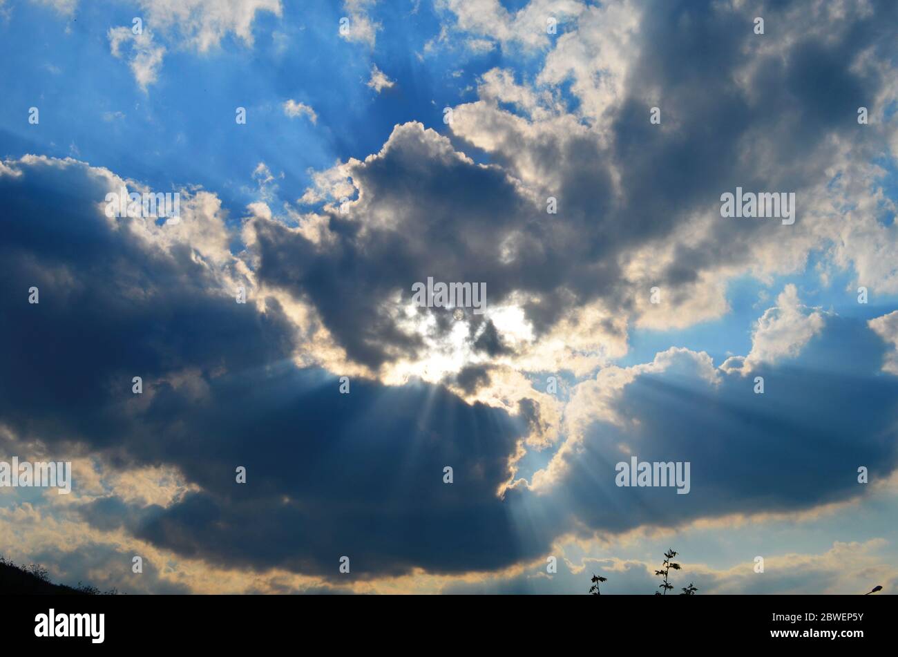 the sky above the trees in the forest Stock Photo - Alamy