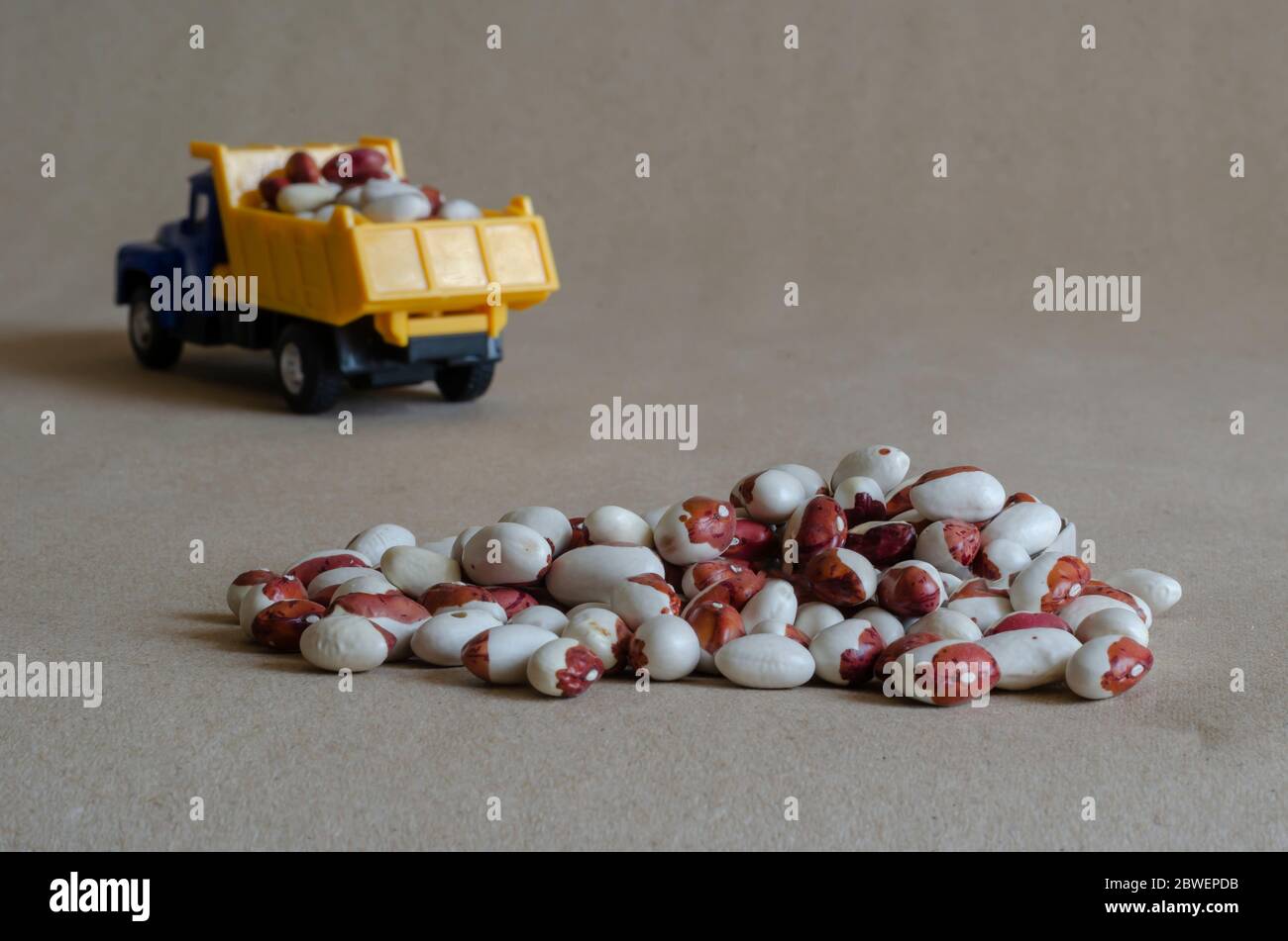 Yellow Dump Truck with anasazi bean full body. A toy car transports dry ...