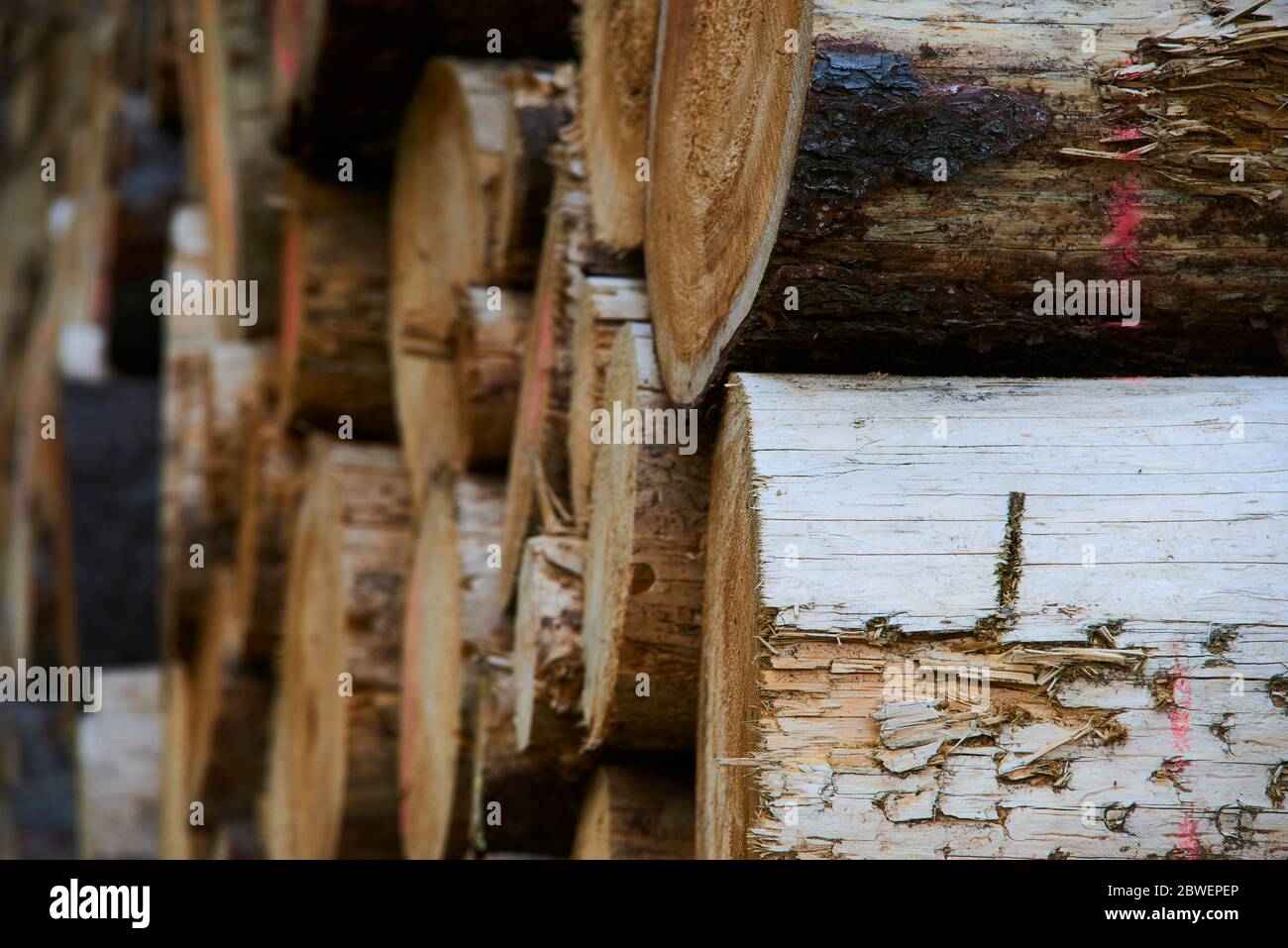 Selective logging hi-res stock photography and images - Alamy