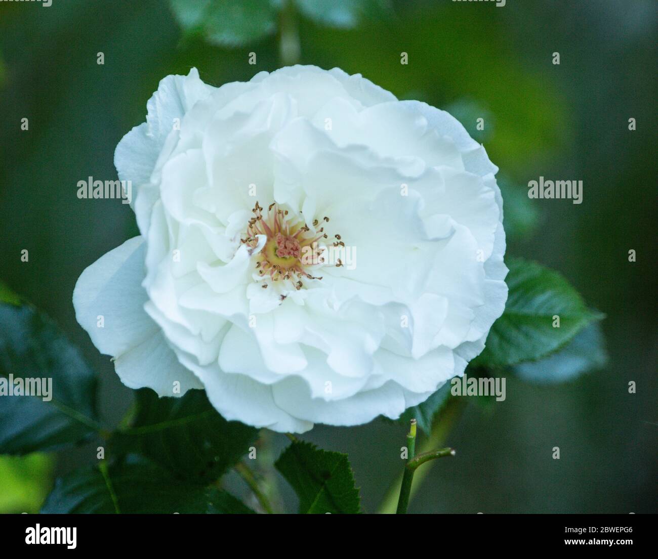 Margaret Merril, a white floribunda rose with delicate flowers with an ...