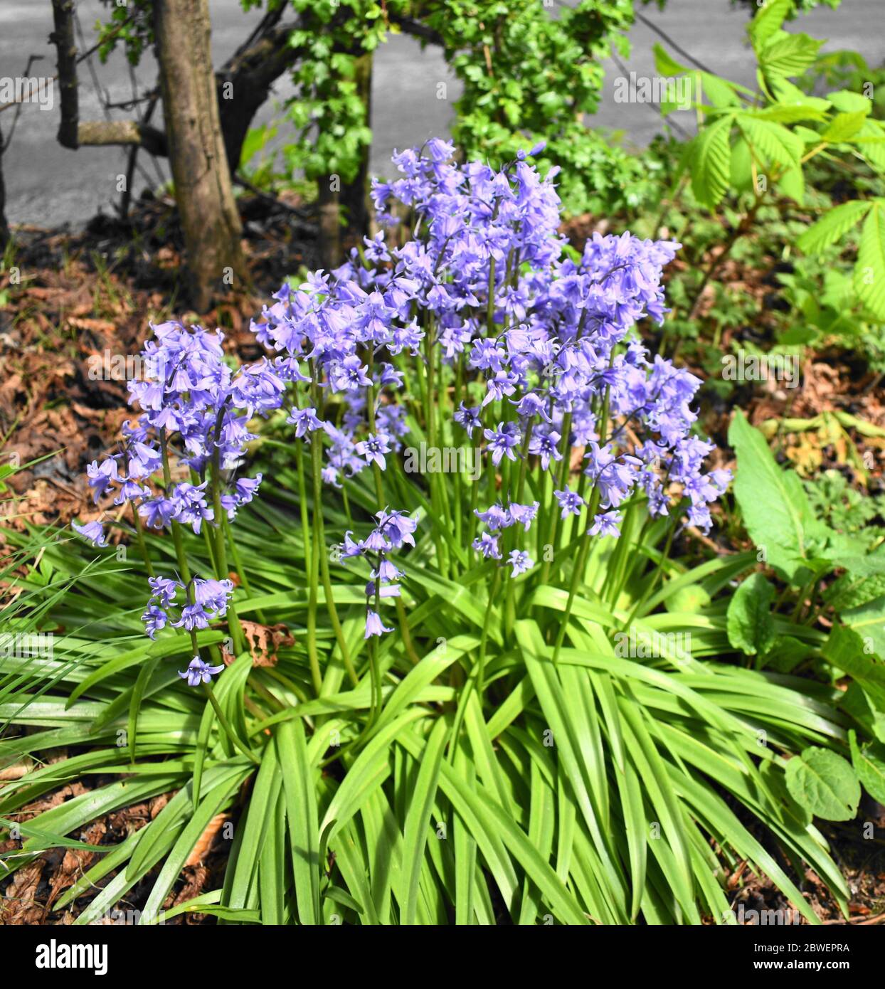 Isolated bluebells hi-res stock photography and images - Alamy