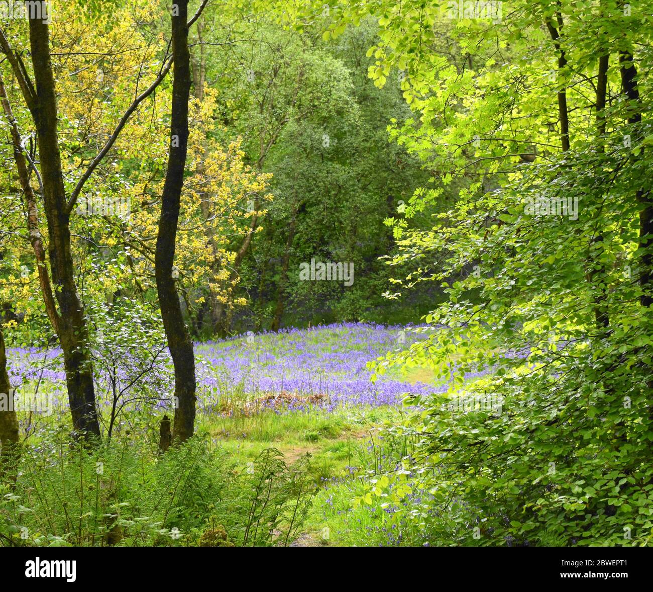 Woodland glade hi-res stock photography and images - Alamy