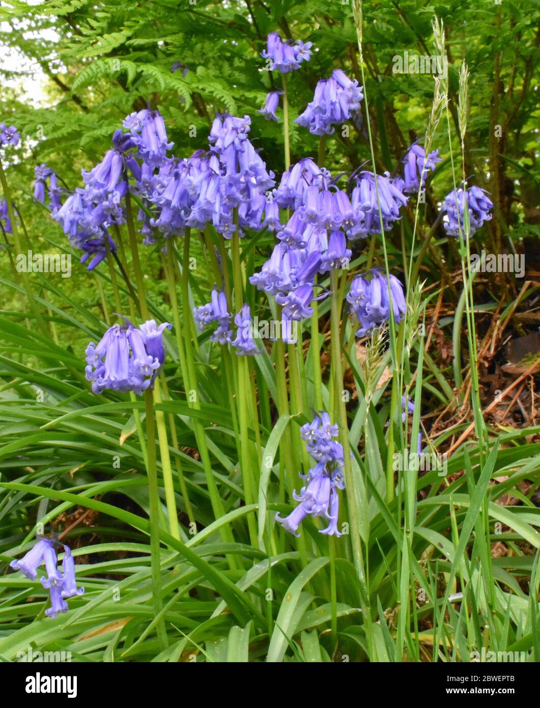 Bluebells in shade spring forest hi-res stock photography and images ...