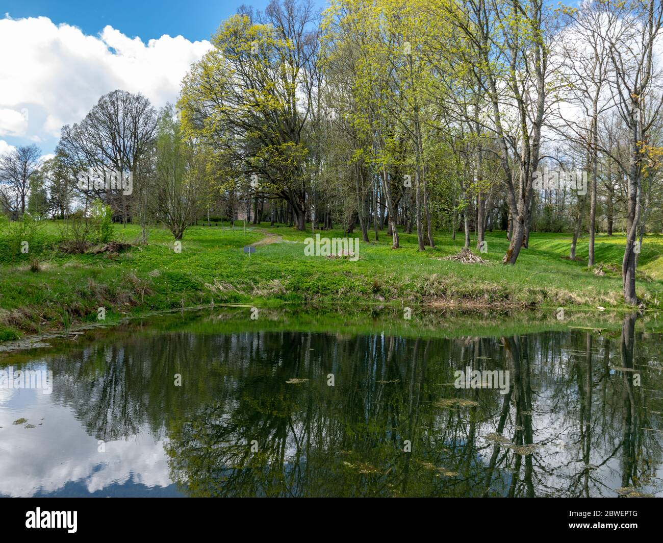 colorful spring landscape with tree silhouettes, green grass and a ...