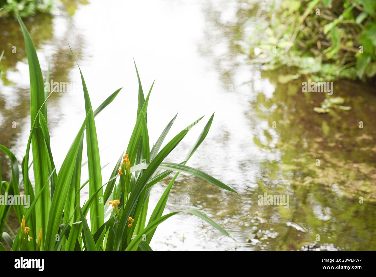 Overgrown natural marsh area in countryside with small stream of water ...
