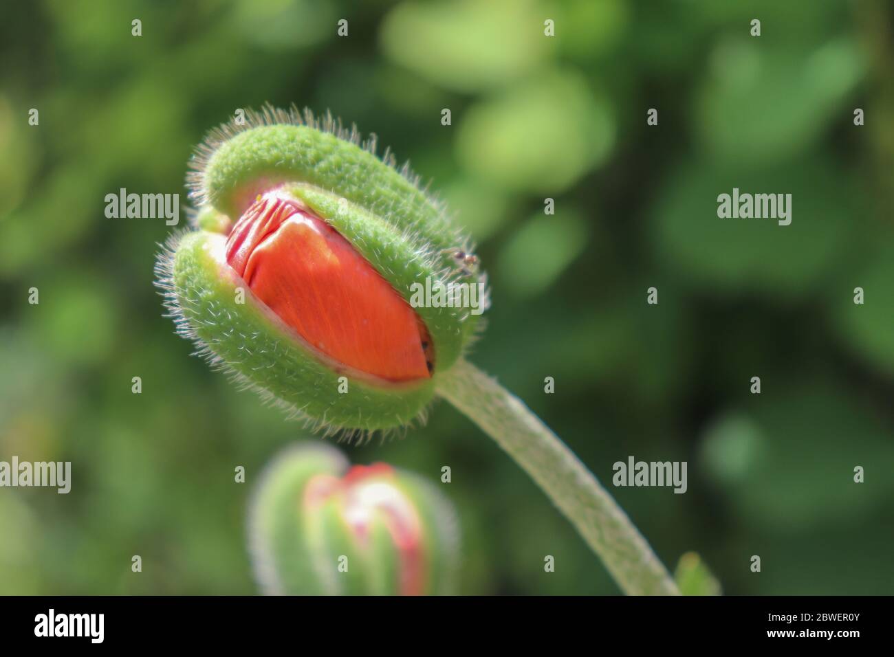 Poppy flower bud getting ready to bloom on a spring day in Germany ...