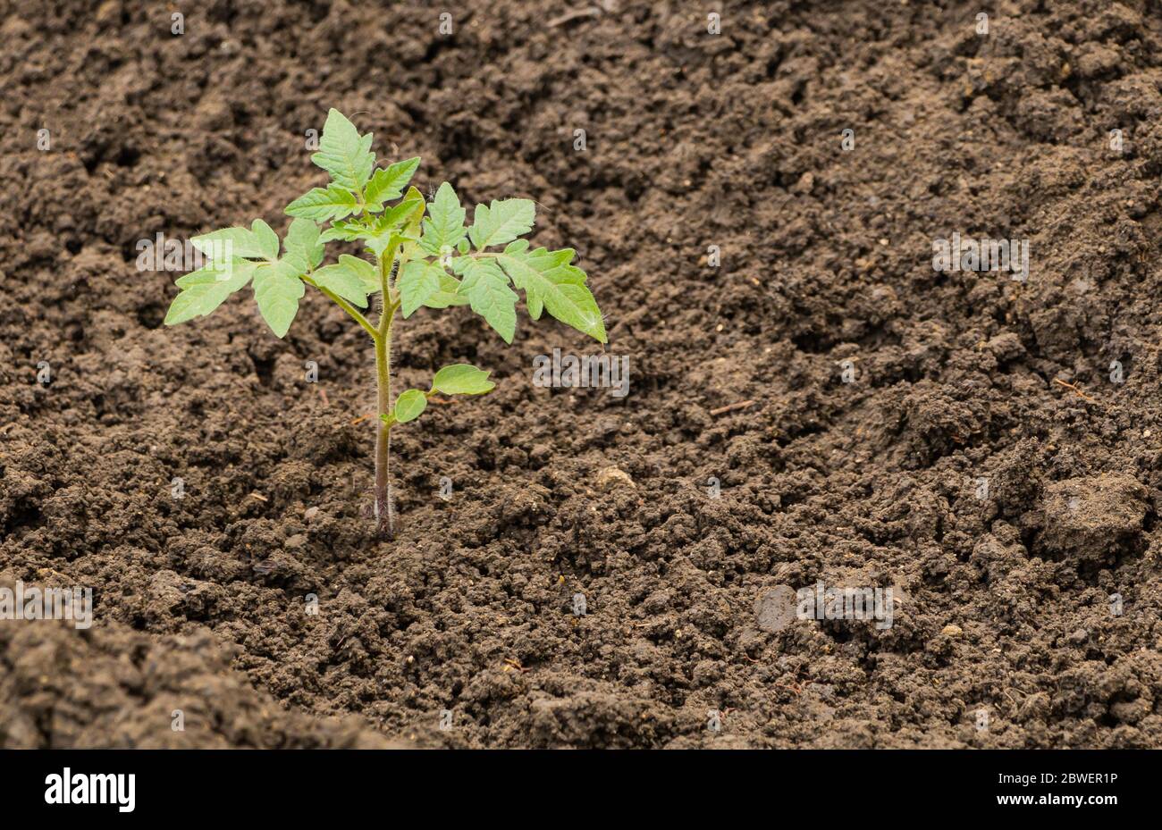 Tomato seedling growing in garden in process of development Stock Photo ...