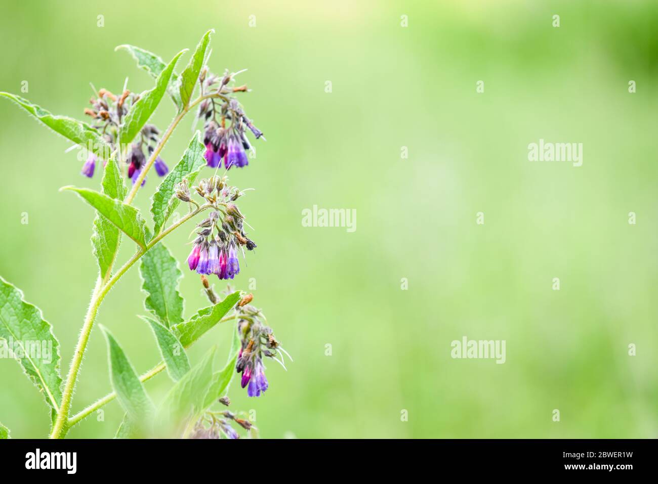 Wild flowers growing outside in countryside over a green grass ...