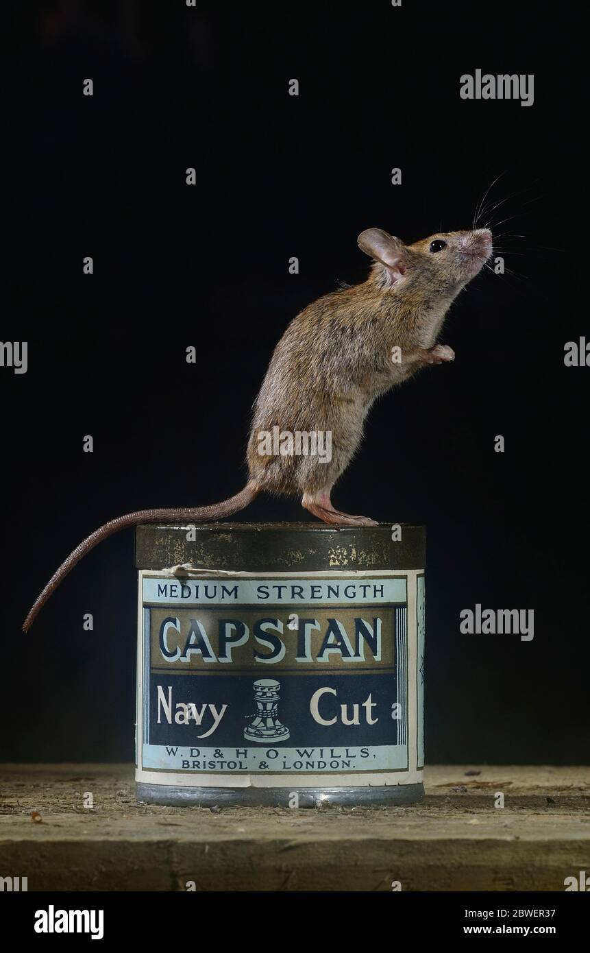 Long tail mouse hi-res stock photography and images - Alamy