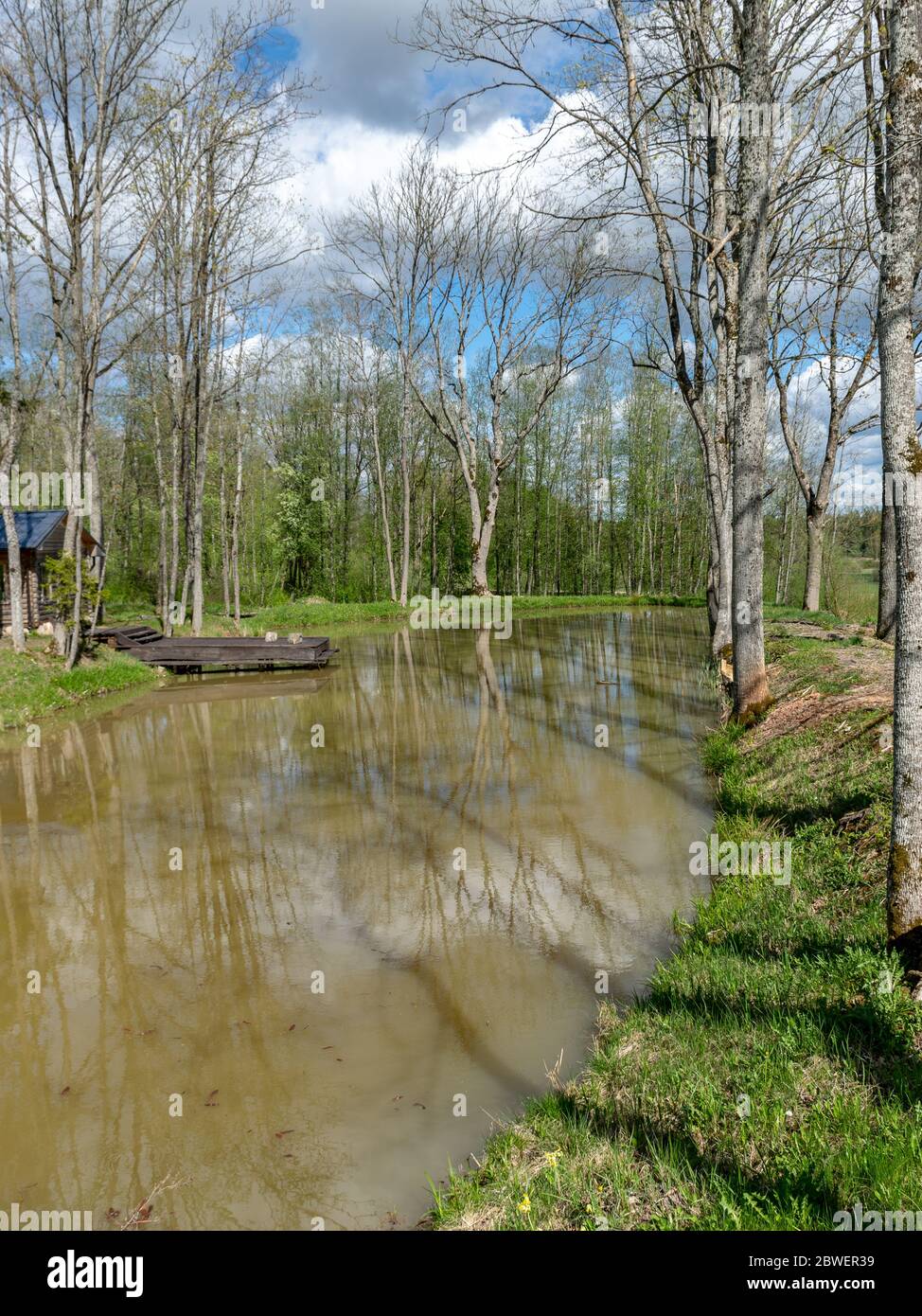 colorful spring landscape with tree silhouettes, green grass and a ...