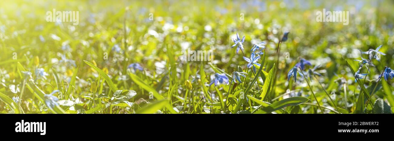Panorama of sunny spring meadow with blue flowers. Field with ...