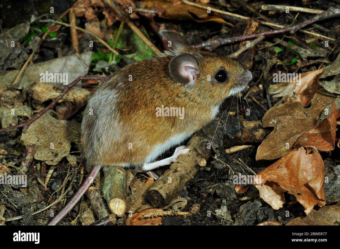 wood mouse apodemus sylvaticus Stock Photo - Alamy