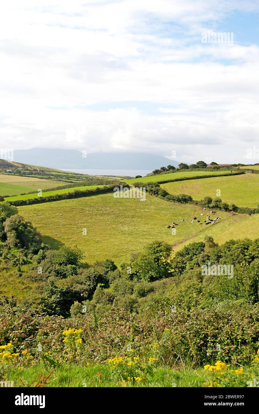 Green landscape with lots of fields, Ireland Stock Photo - Alamy