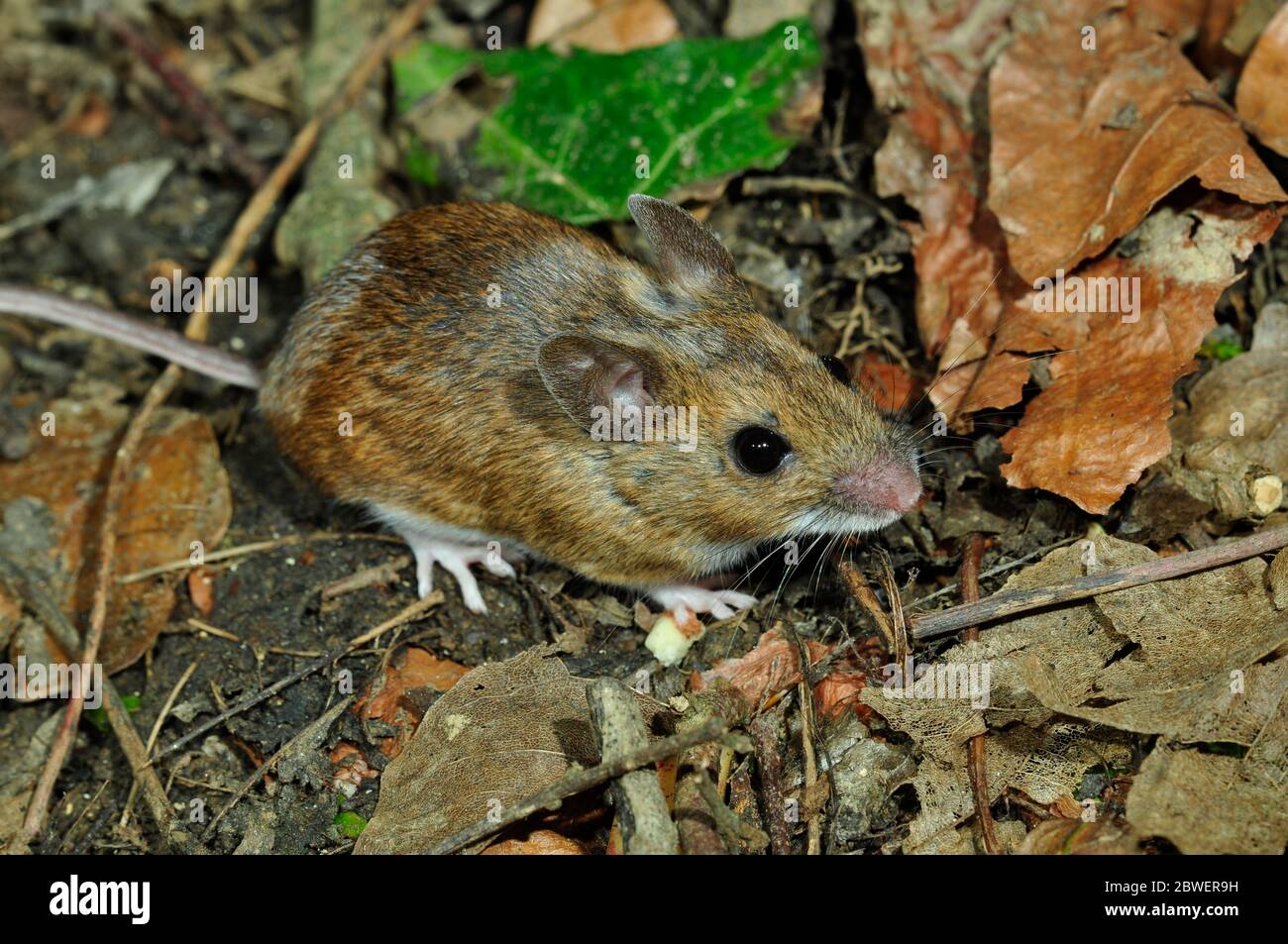 Adult wood mouse hi-res stock photography and images - Alamy