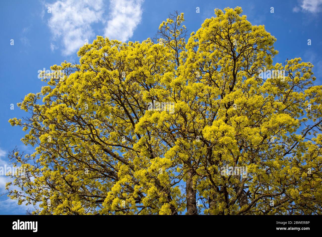 Acer platanoides, Norway maple flowers, Finland Stock Photo - Alamy