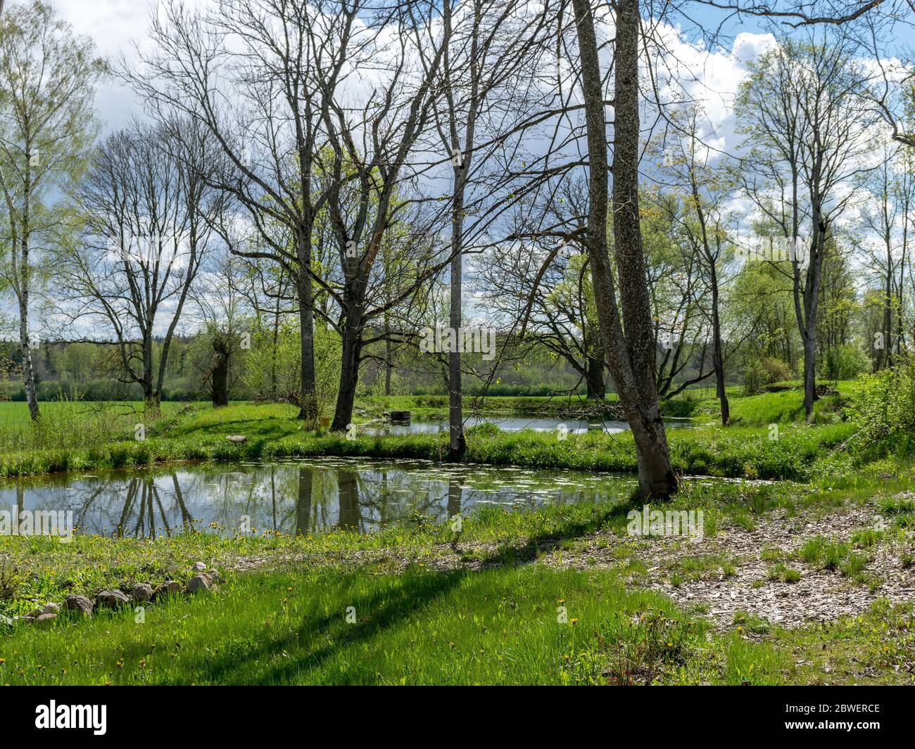 colorful spring landscape with tree silhouettes, green grass and a ...