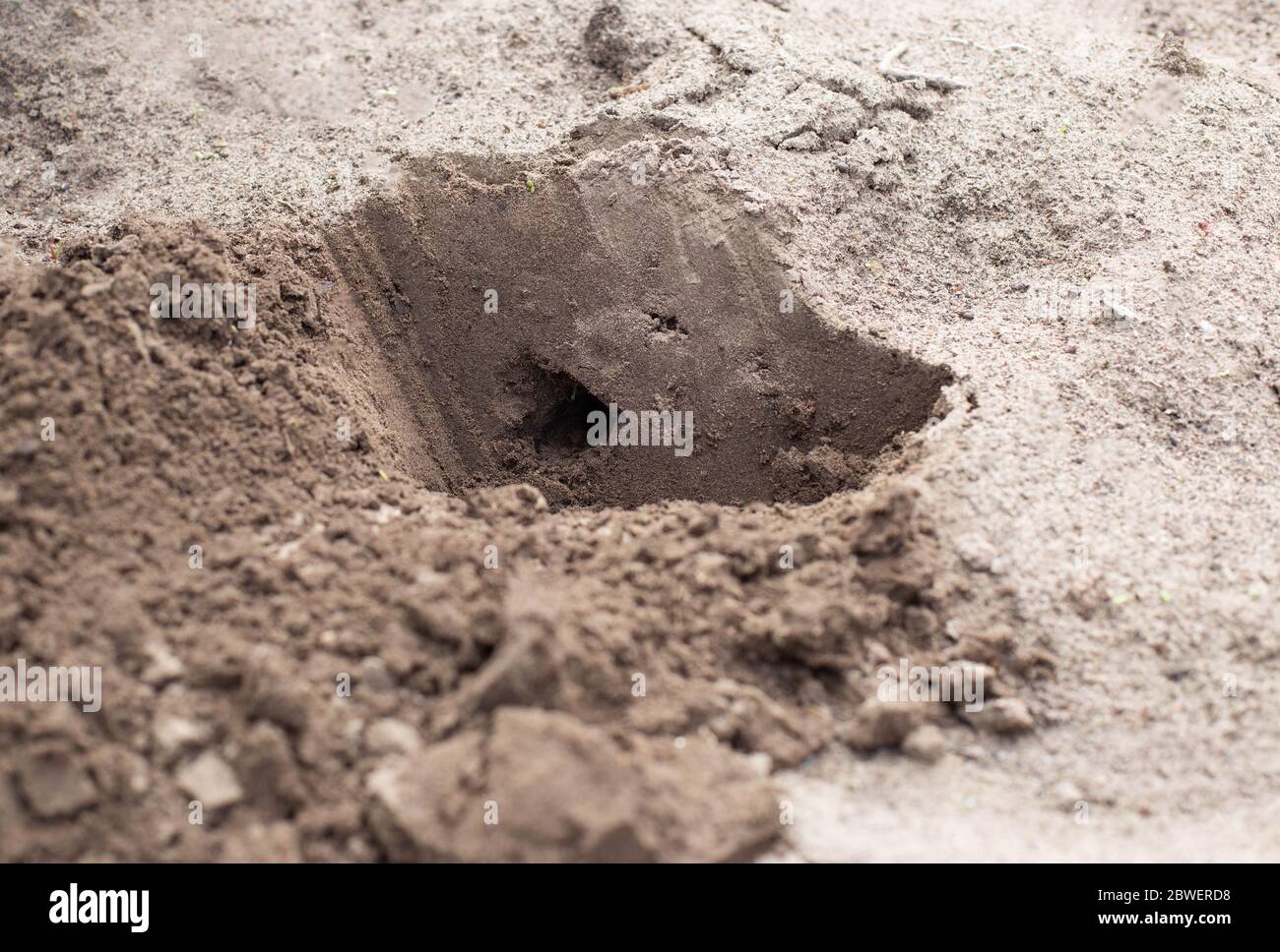 Common mole rat hi-res stock photography and images - Alamy