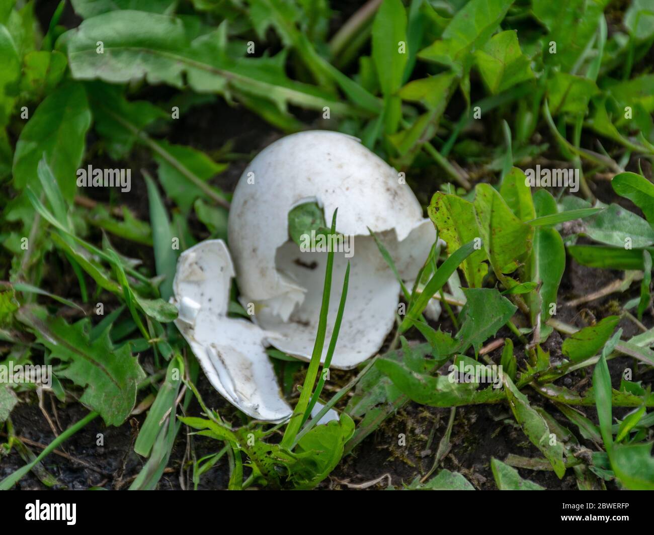 picture with a white and empty egg shell on the ground Stock Photo - Alamy