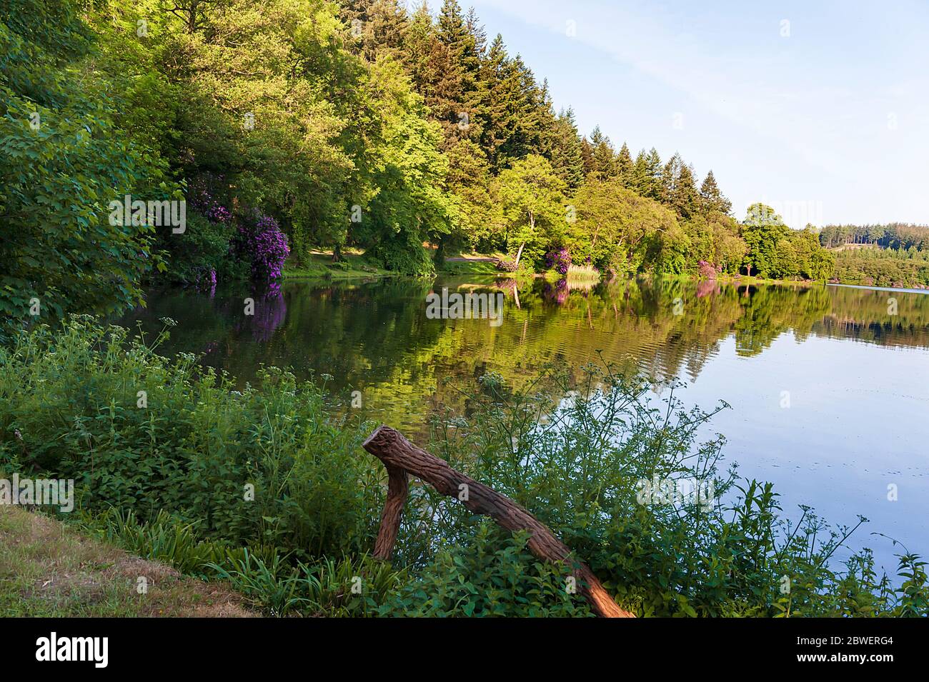Shearwater Lake Wiltshire High Resolution Stock Photography and Images ...