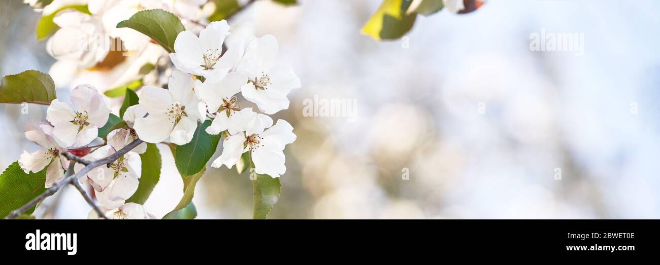 Apple tree floral. Bright summer background. Spring white fruit flowers ...