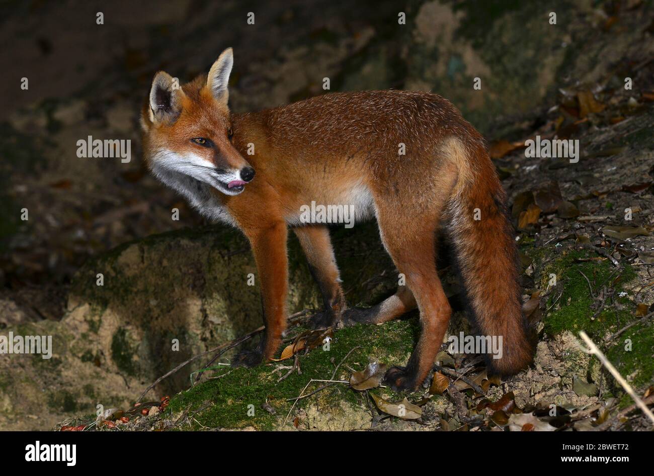 red fox vulpes vulpes Stock Photo - Alamy