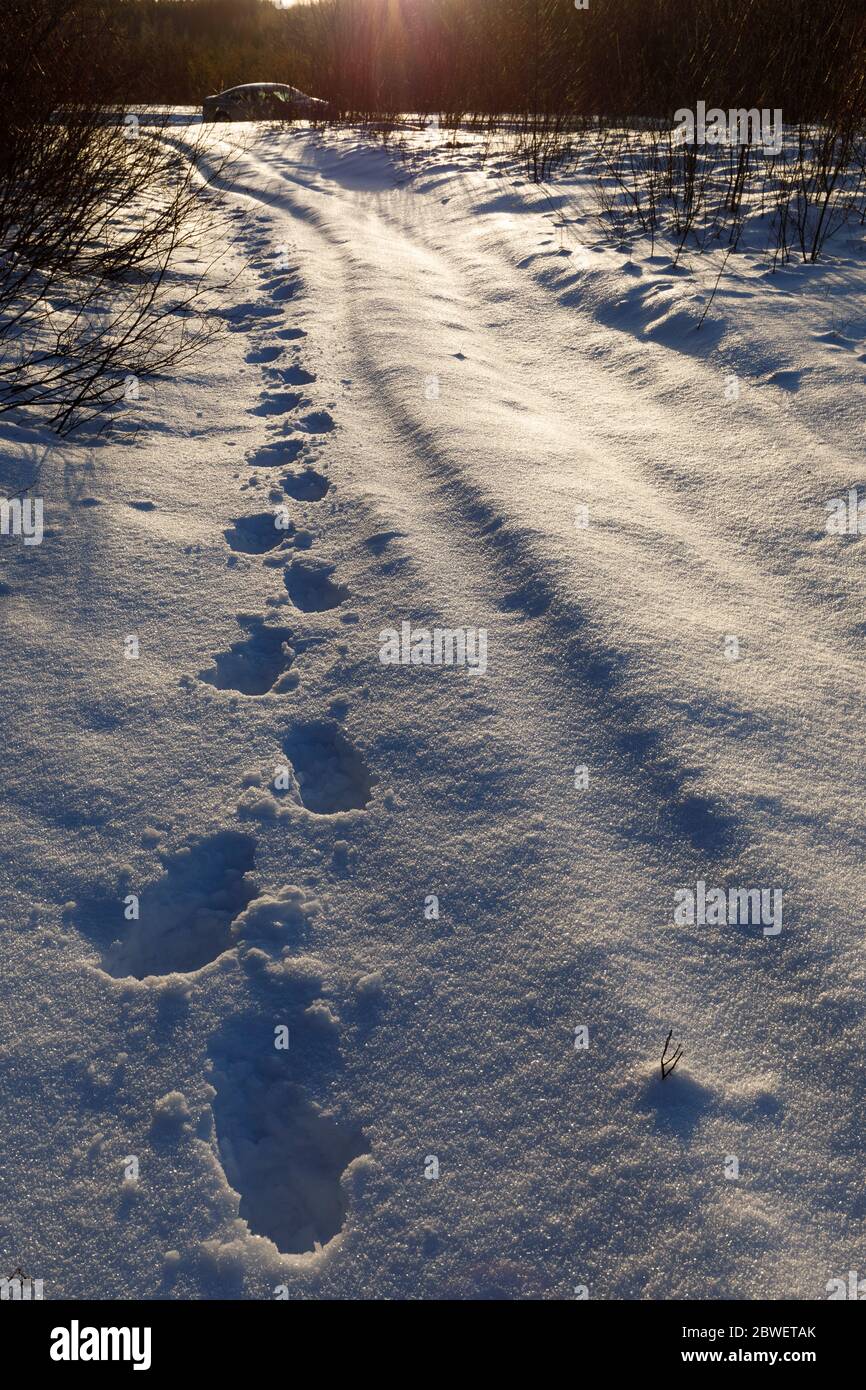 Human tracks on unbroken snow at Winter lead to a car , Finland Stock ...