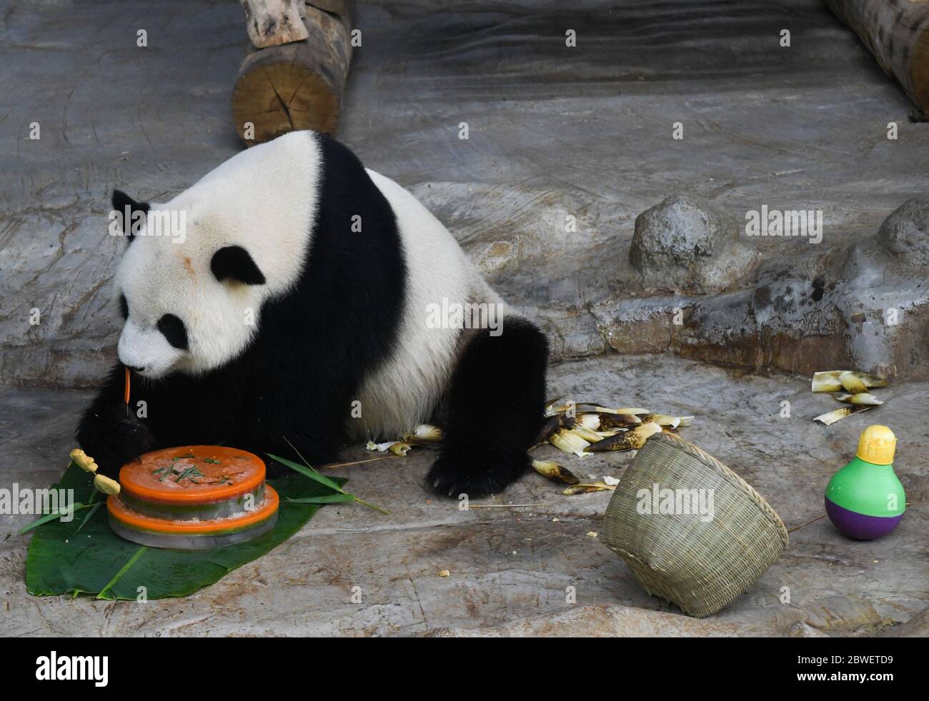 Haikou, China's Hainan Province. 1st June, 2020. Giant panda "Gong Gong ...