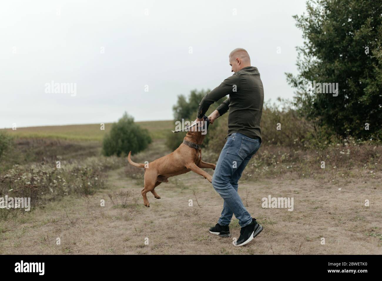 Man training the dog in nature. Man and dog Stock Photo - Alamy