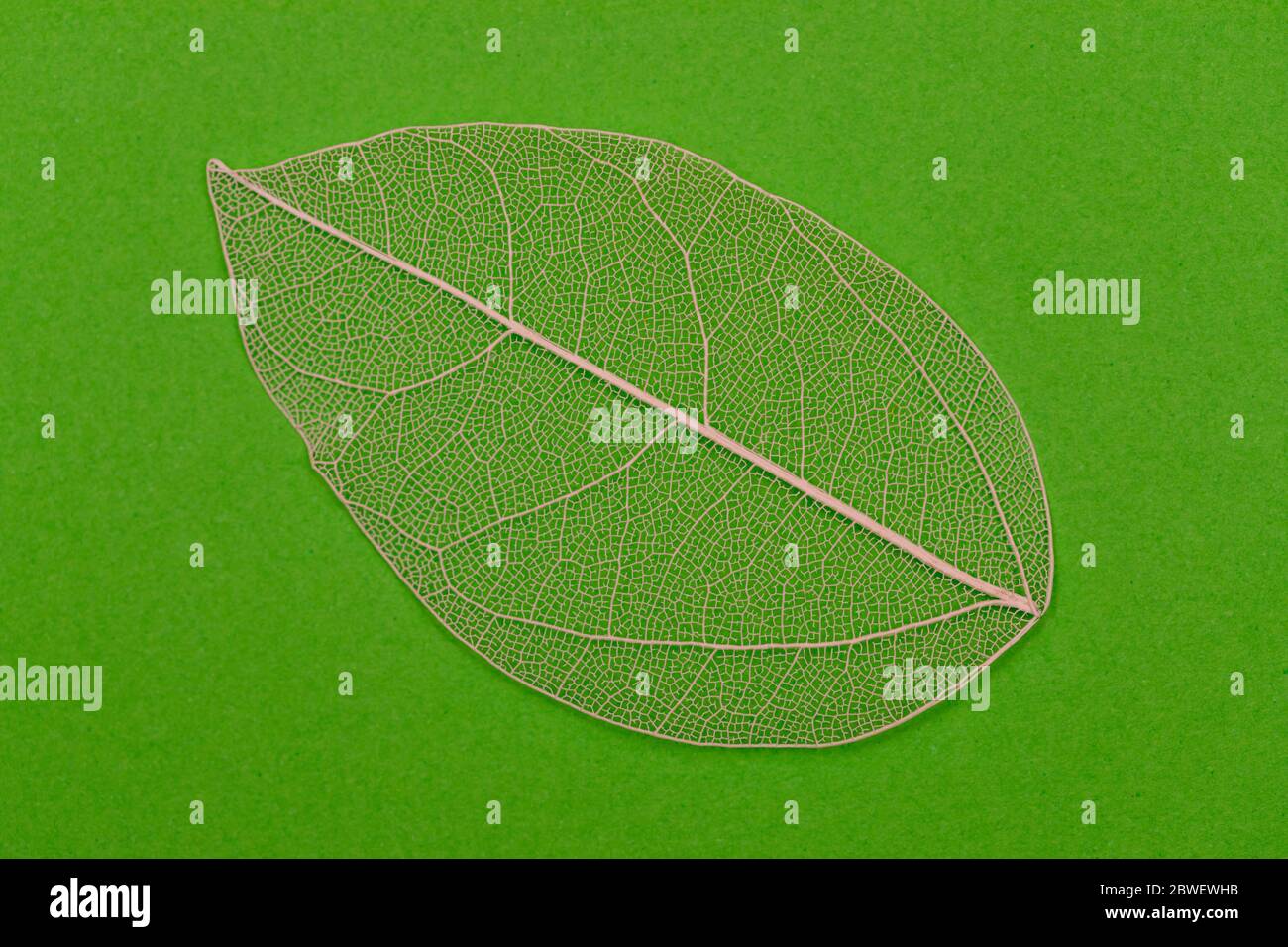 Skeletonized leaf of a plant. Natural materials for crafts. Top view ...