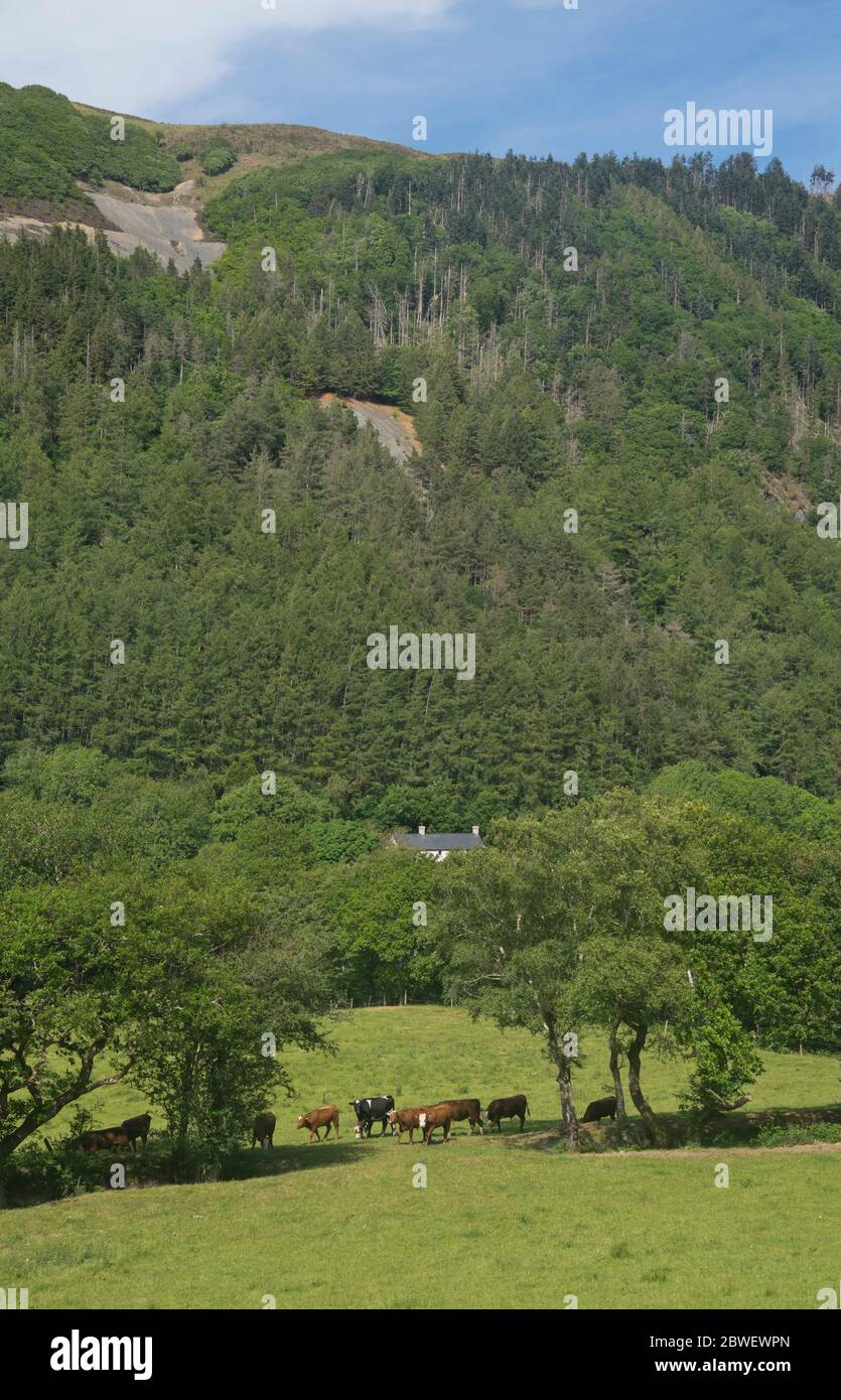 Farmhouse and cattle by the Cwm Rheidol Reservoir in Ceredigion,Wales ...