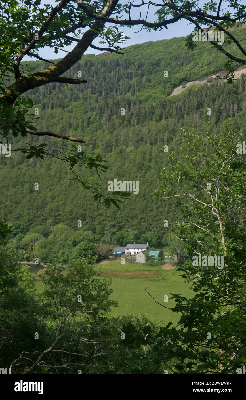 Farmhouse and cattle by the Cwm Rheidol Reservoir in Ceredigion,Wales ...