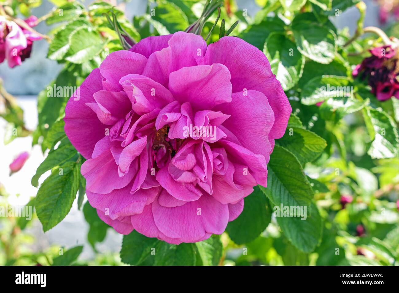 Single bloom of pink rose Stock Photo - Alamy
