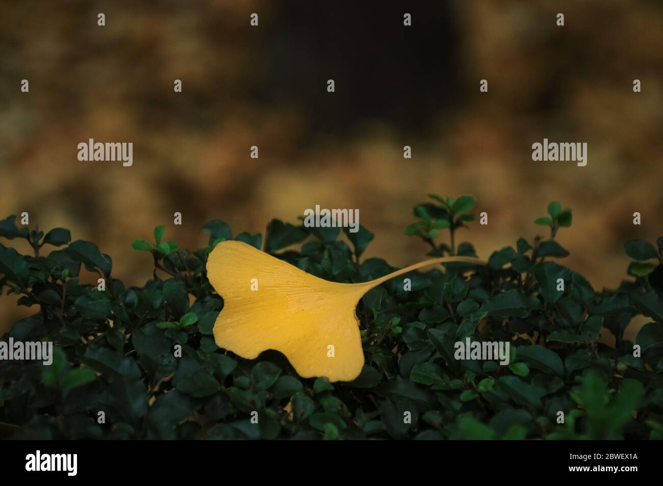 Leaves during autumn season hi-res stock photography and images - Alamy