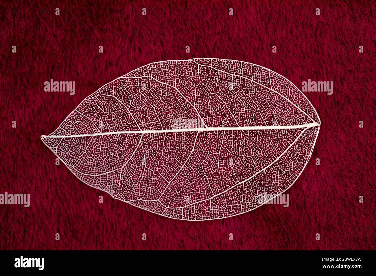 Skeletonized leaf of a plant. Natural materials for crafts. Top view ...