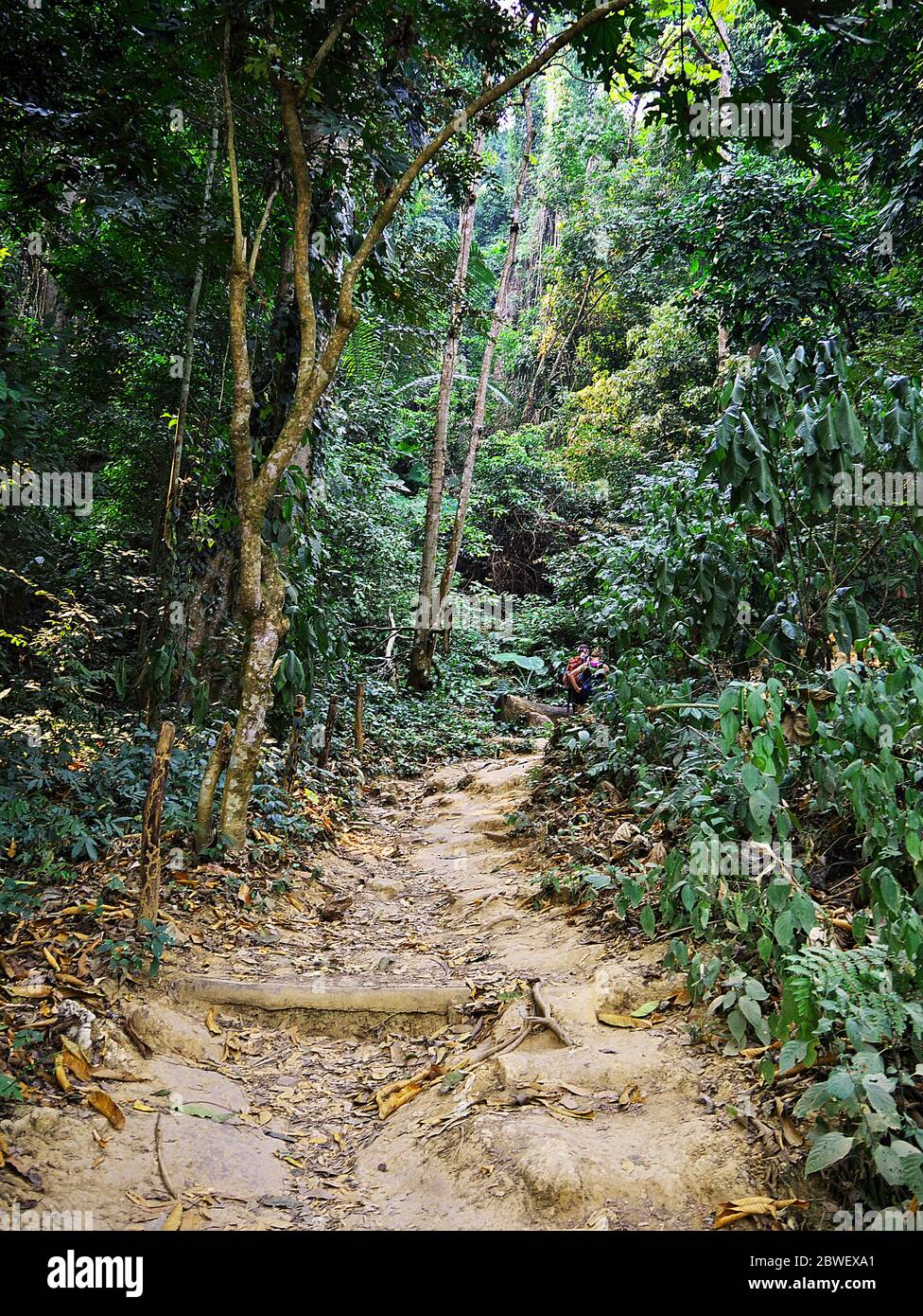 The park in the jungle, Laos Stock Photo - Alamy