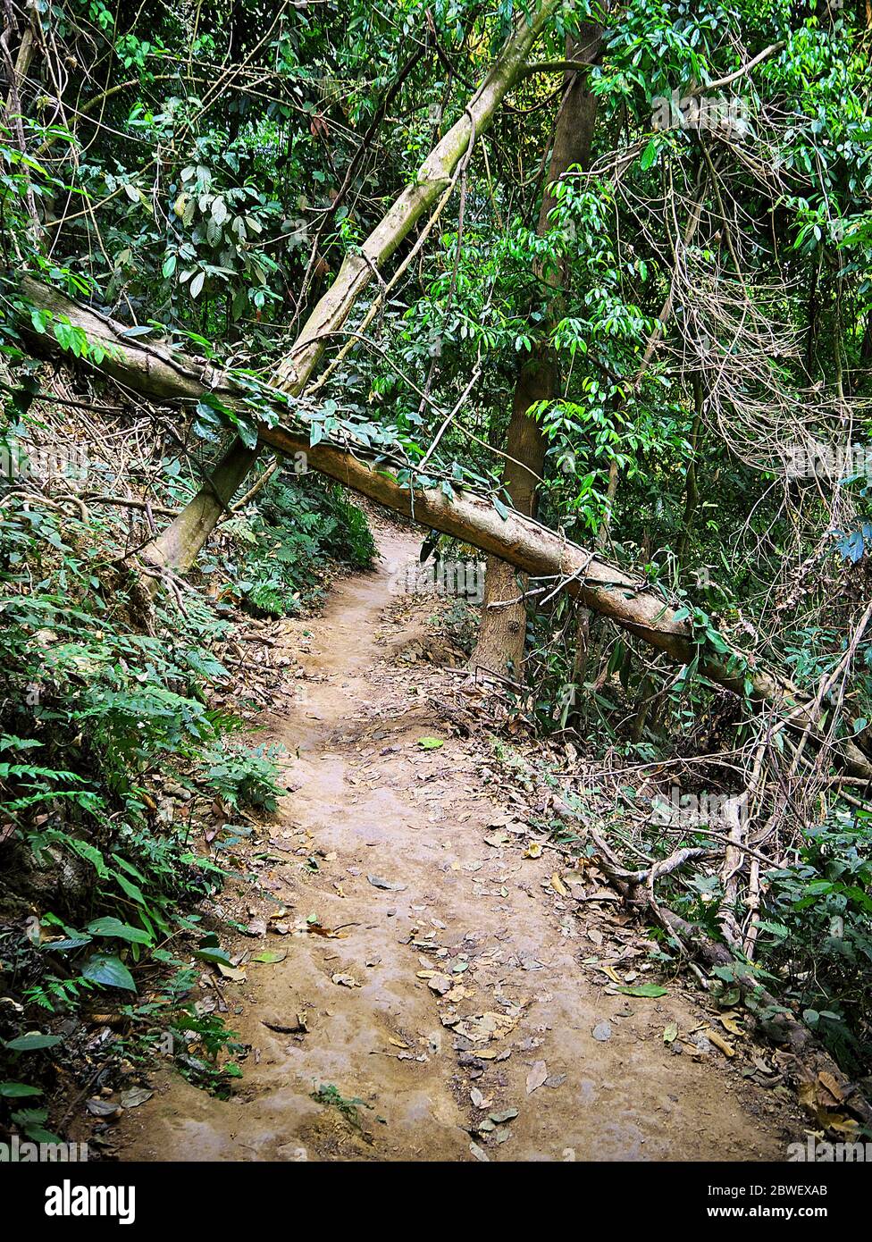 The park in the jungle, Laos Stock Photo - Alamy
