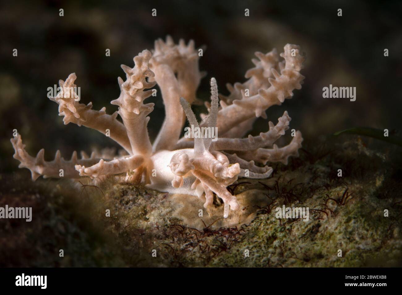 Nudibranch Phyllodesmium pinnatum. Underwater macro photography from ...