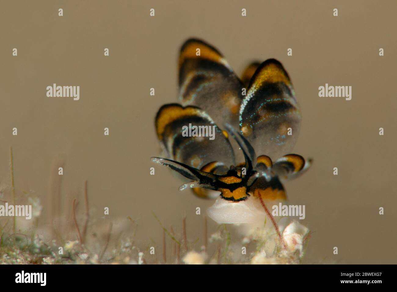 Nudibranch Cyerce nigra. Underwater macro photography from Romblon ...