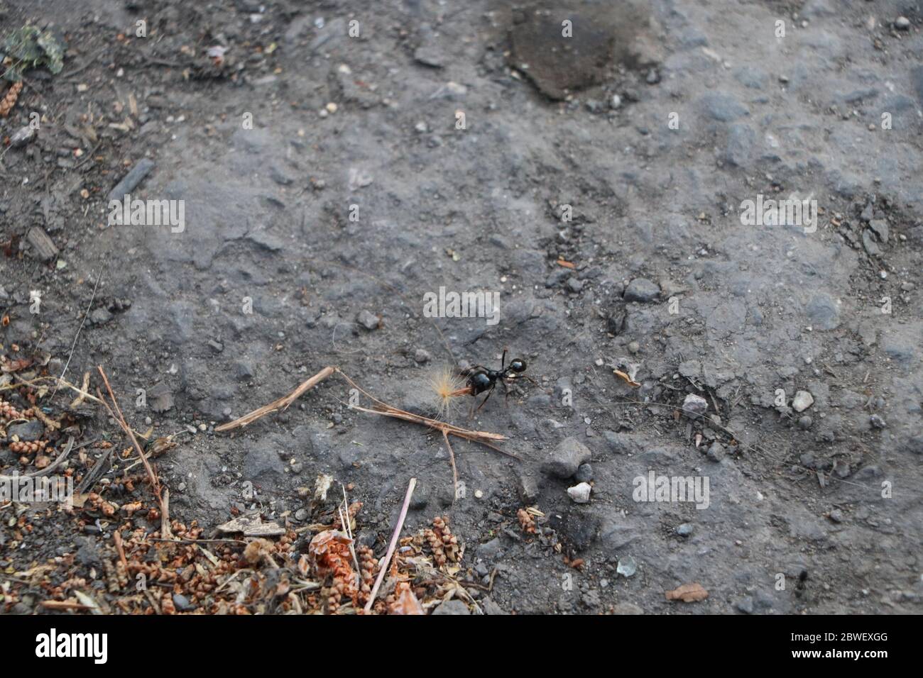 Ant carrying seed hi-res stock photography and images - Alamy
