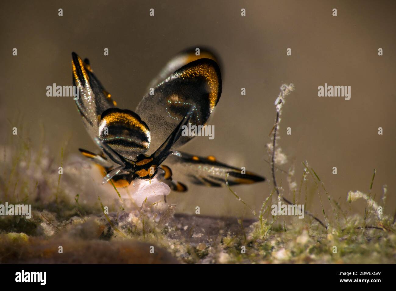 Nudibranch Cyerce nigra. Underwater macro photography from Romblon ...