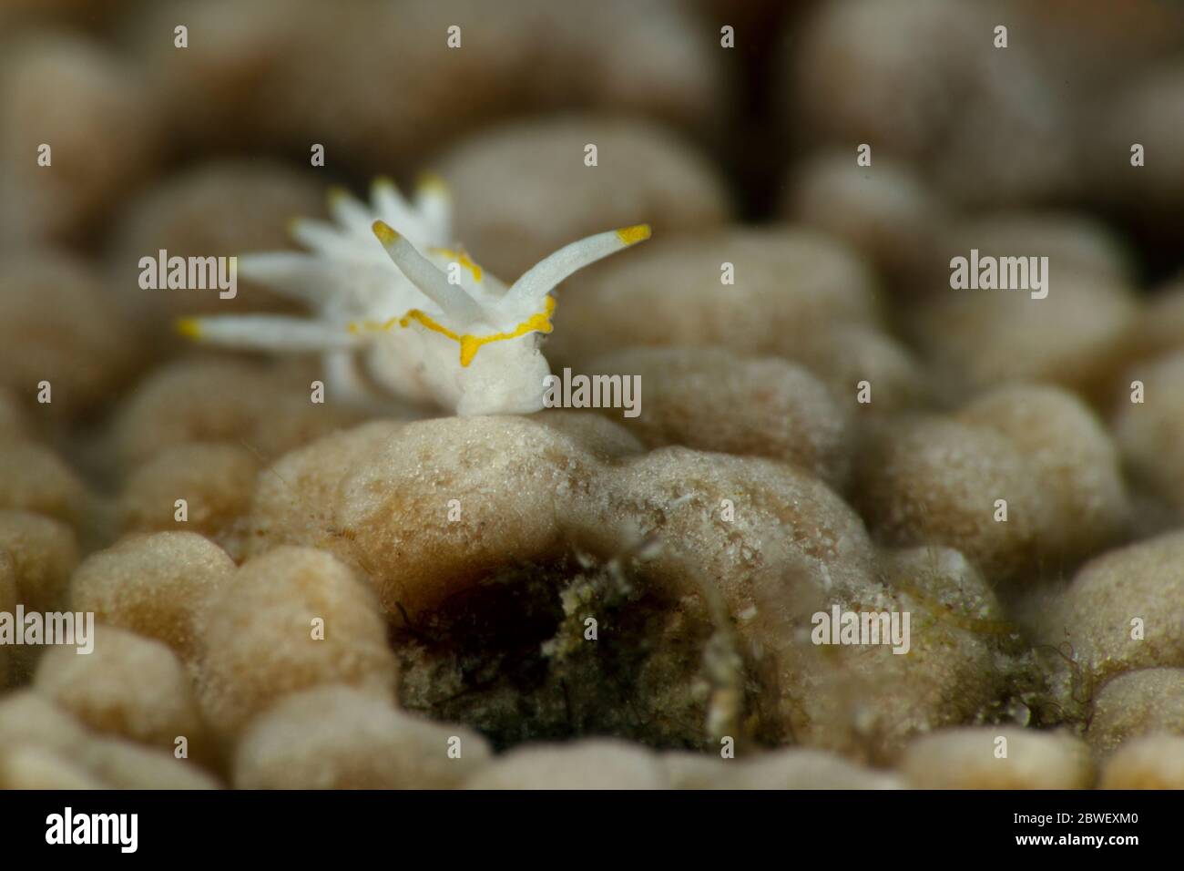 Nudibranch Goniodoridella savignyi. Underwater macro photography from ...
