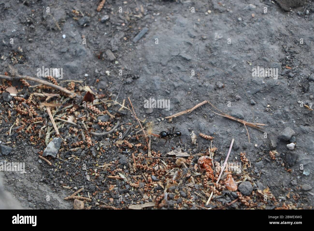 large ant carrying a fluffy seed Stock Photo - Alamy