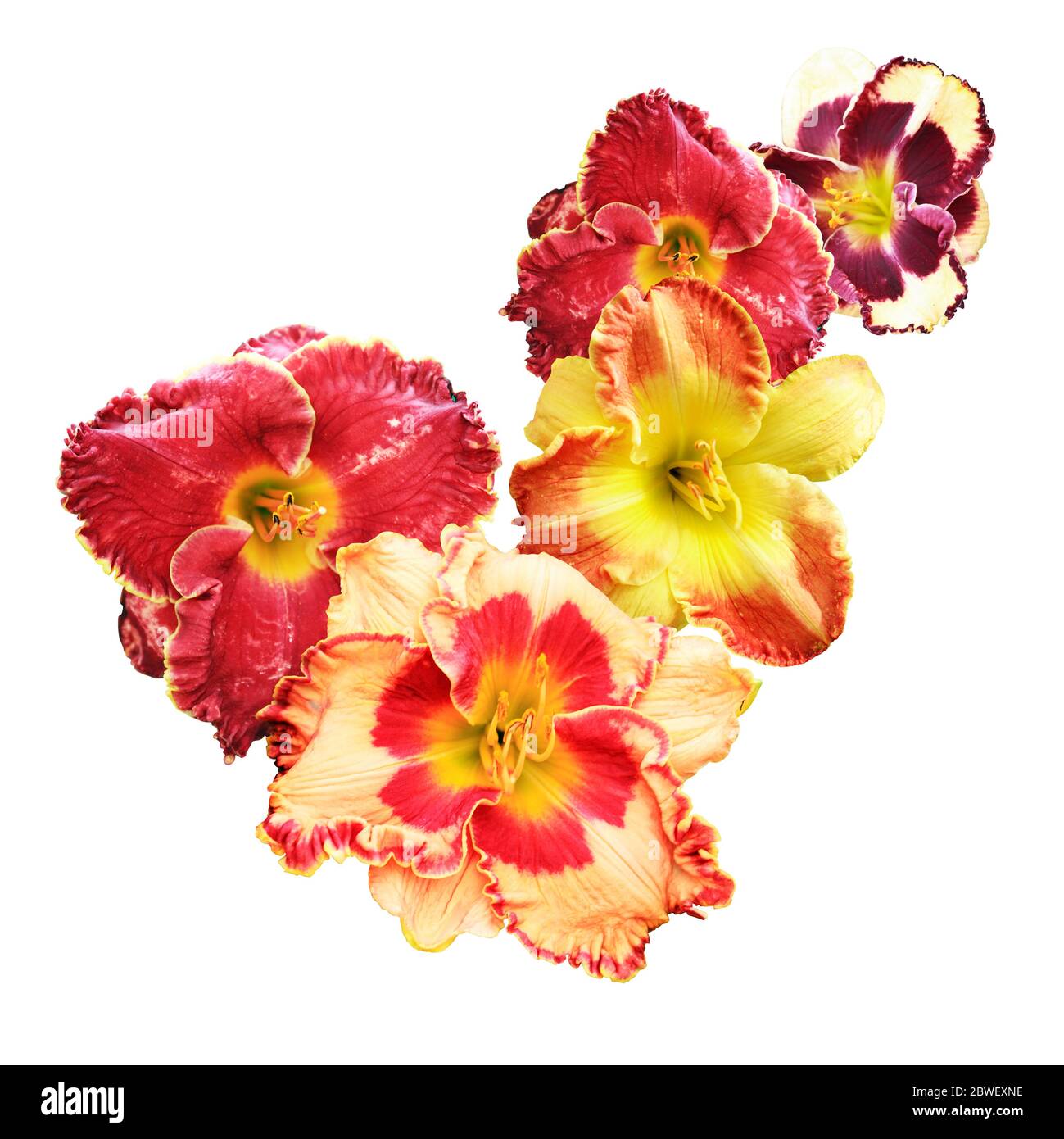 Nice vignette made from variety flowers on white background Stock Photo ...