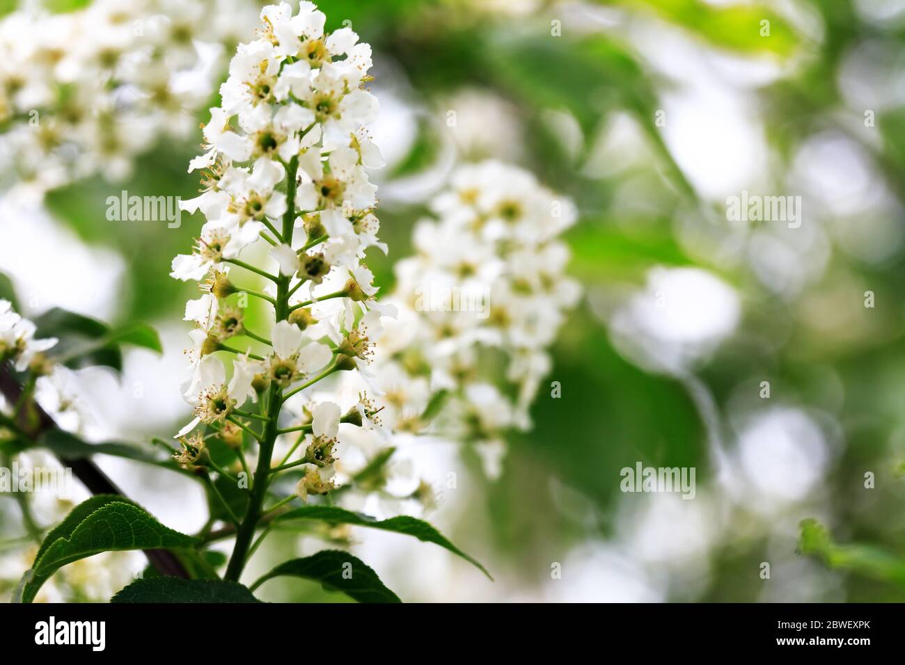 White bird cherry flowers hi-res stock photography and images - Alamy