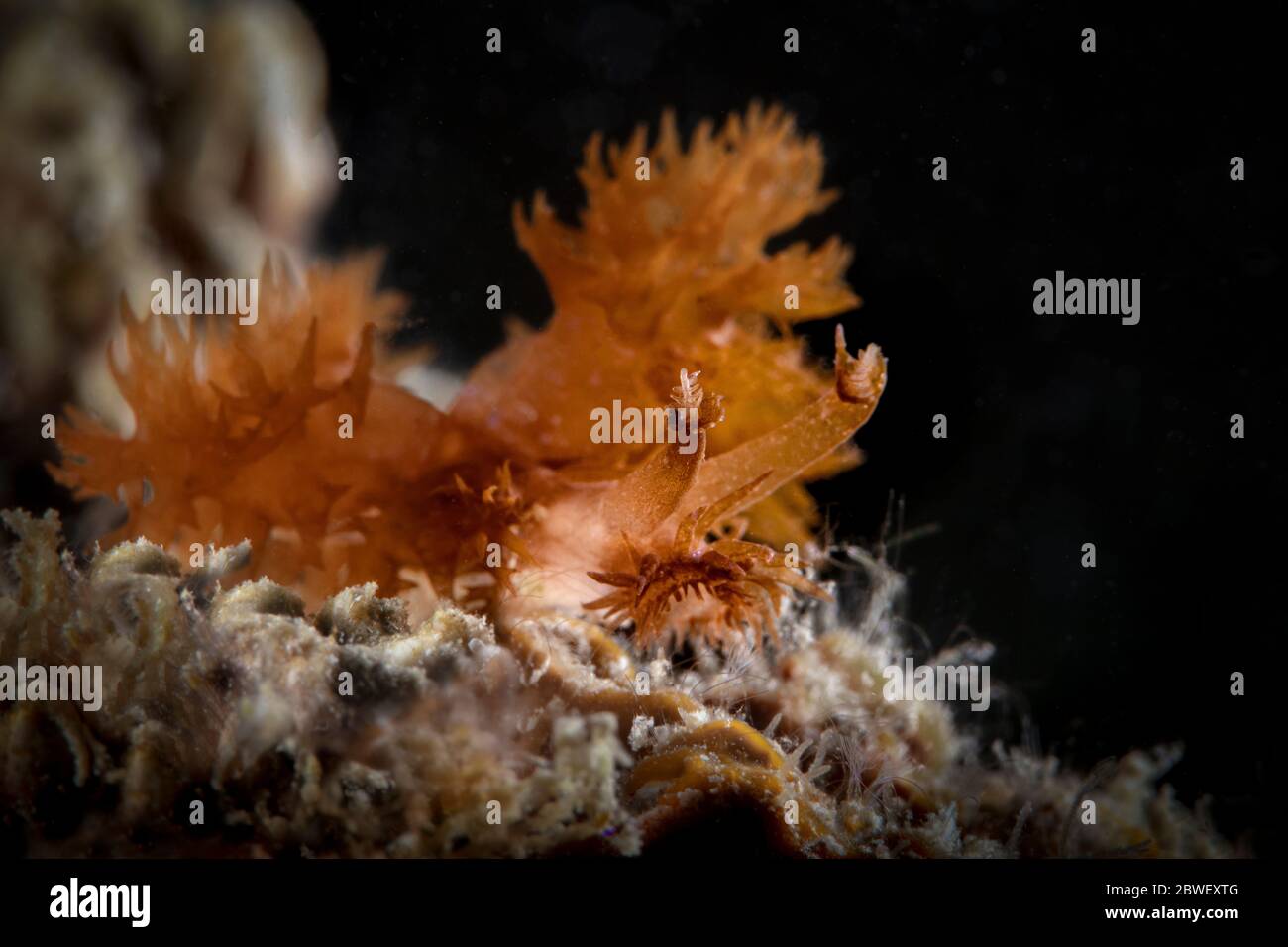 Nudibranch Melibe digitata. Underwater macro photography from Romblon ...