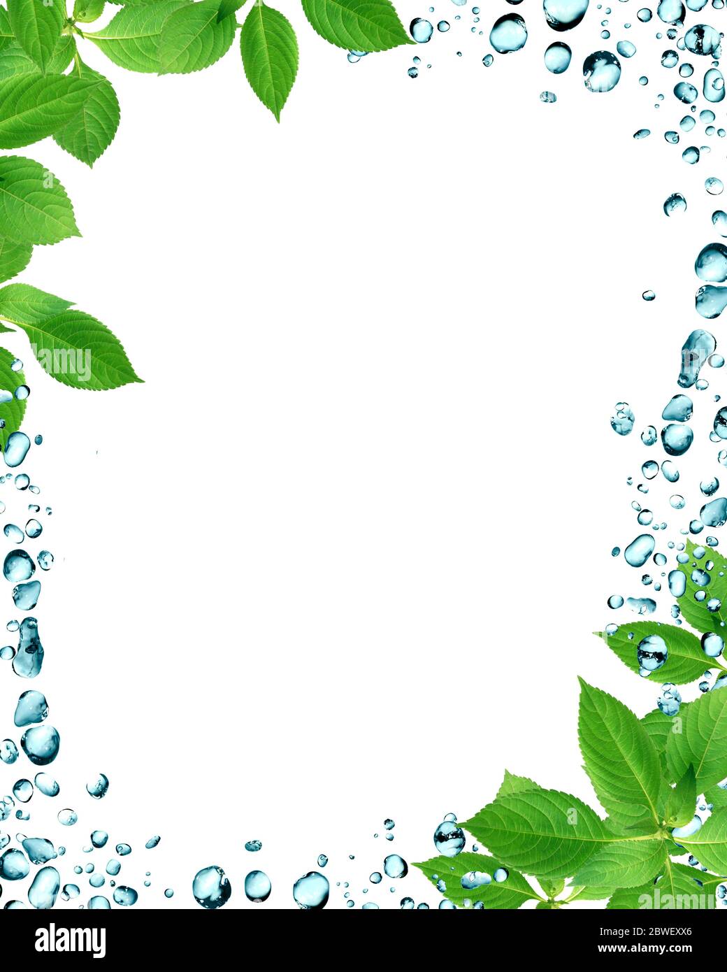 Summer rain concept. Freshness green leaves on background with water ...