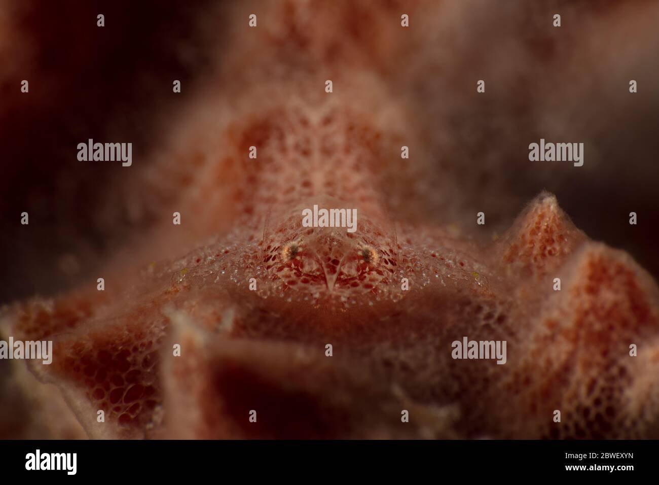 Master of camouflage. Cryptic Sponge Shrimp (Gelastocaris paronae ...