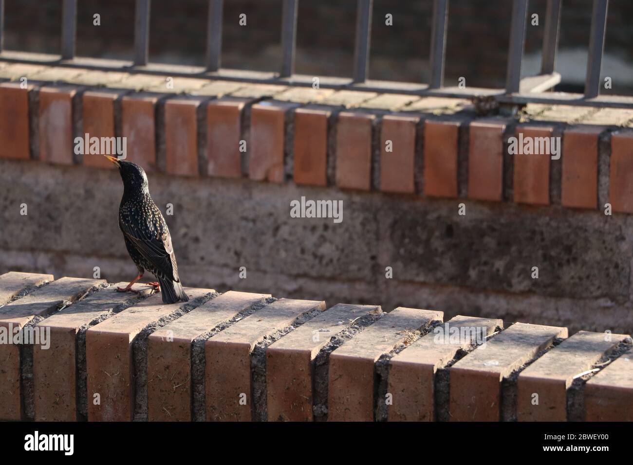 Brick wall railing hi-res stock photography and images - Alamy