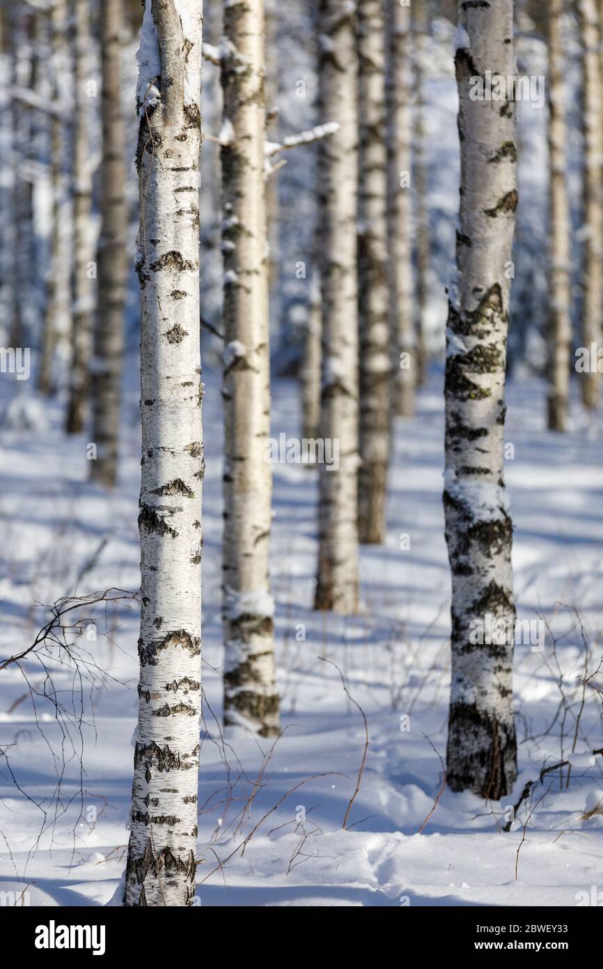 Paper Birch Trees In Winter