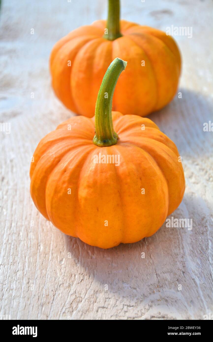 Jack be little hi-res stock photography and images - Alamy